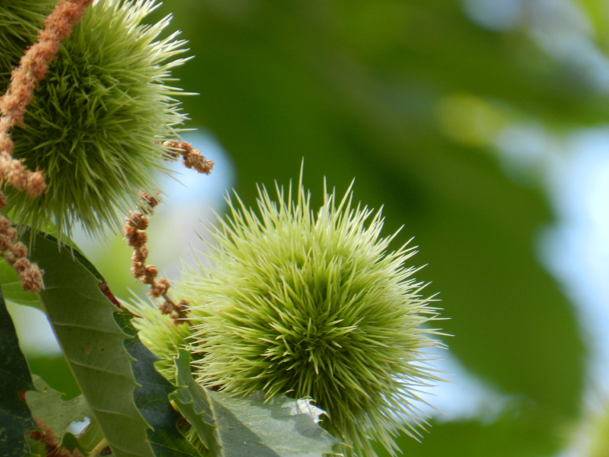 La Châtaigne - rêveries culinaires