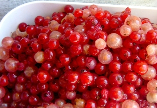 Sorbet groseille à l'italienne - haustiersos